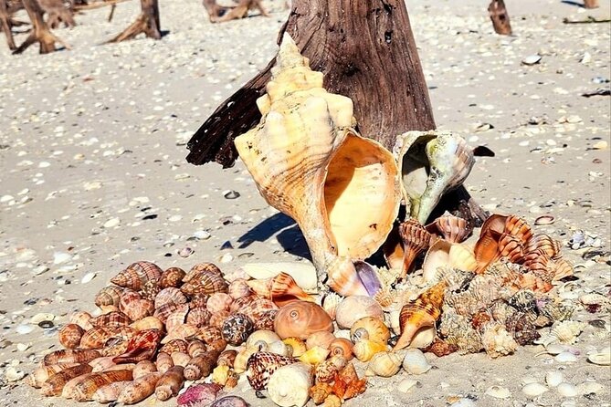 Half Day Keewaydin Shelling and Beach Adventure (Private) - Itinerary Breakdown: What to Expect