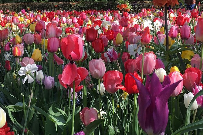Half Day Keukenhof Tulip Paradise Trip from Amsterdam - The Itinerary in Detail