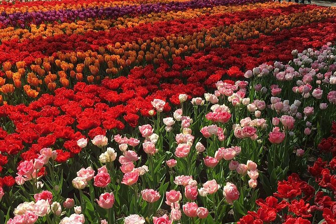 Half Day Keukenhof Tulip Paradise Trip from Amsterdam - Authentic Experiences and Traveler Feedback
