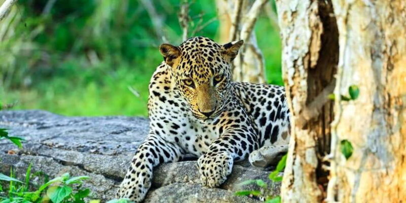 Half-Day Kumana National Park 4 x 4 wheel Safari - A Closer Look at the Itinerary and Experience