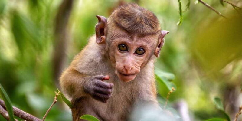 Half-Day Kumana National Park 4 x 4 wheel Safari - FAQ