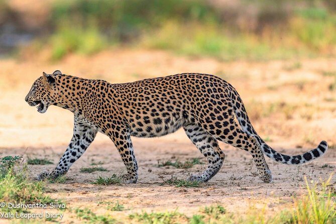 Half-Day Kumana National Park Private Safari with Pickup - Authentic Experiences and Notable Highlights