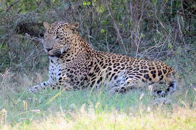 Half-Day Kumana National Park Private Safari with Pickup - Who Should Consider This Tour?