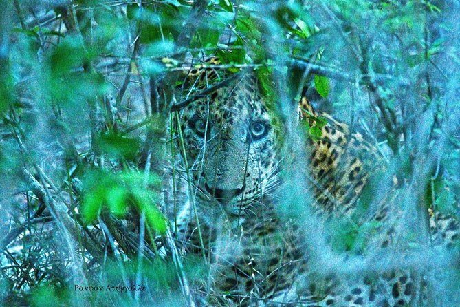 Half-Day Kumana National Park Private Safari with Pickup - The Sum Up