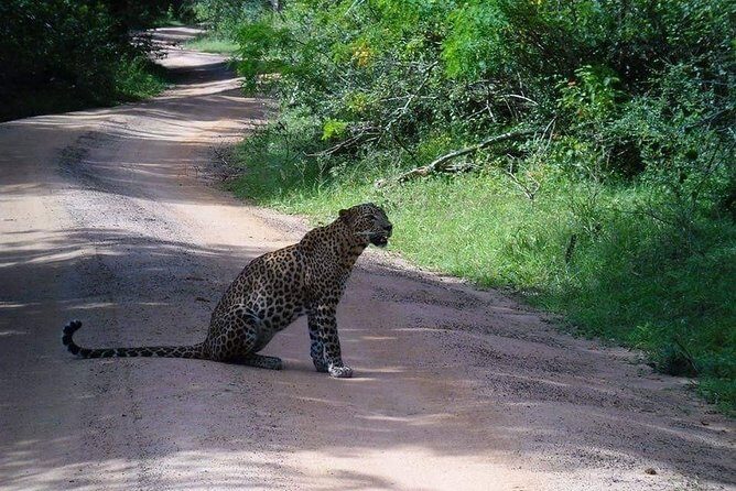 Half-Day Kumana National Park Private Safari with Pickup - FAQ