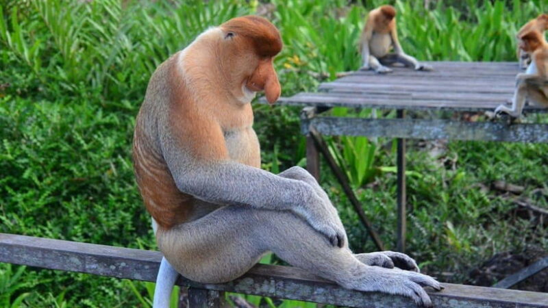 Half Day Labuk Bay Proboscis Monkey Sanctuary | Sandakan - Key Points