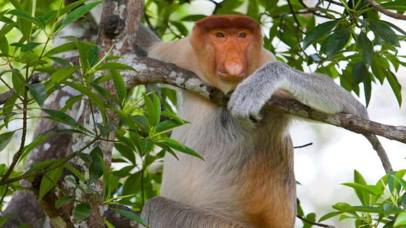 Half Day Labuk Bay Proboscis Monkey Sanctuary | Sandakan - Who This Tour Is Best For