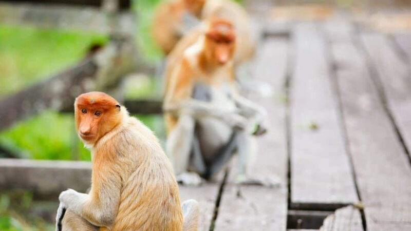 Half Day Labuk Bay Proboscis Monkey Sanctuary | Sandakan - FAQ