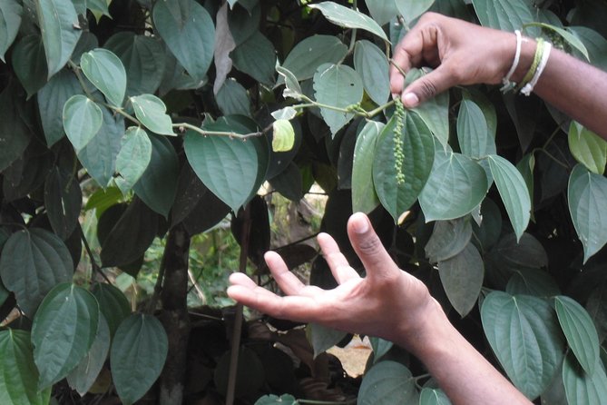 Half-Day Lagoon and Village Cycling Tour in Galle - FAQs