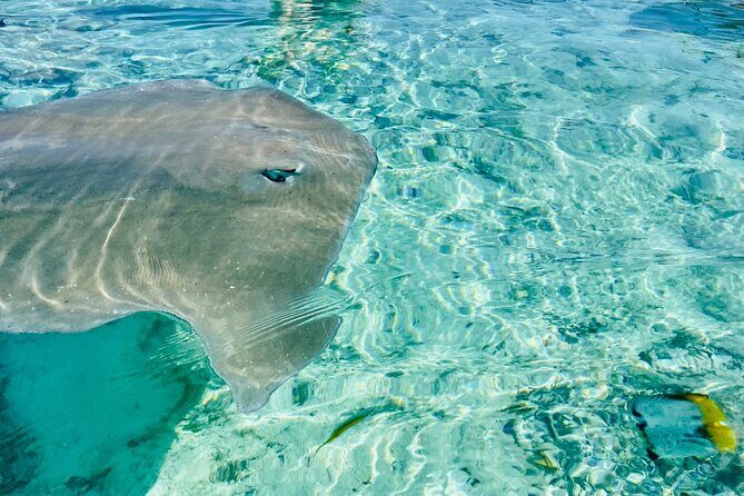 Half day lagoon safari tour in Bora Bora- Shared tour - An In-Depth Look at the Lagoon Safari Experience