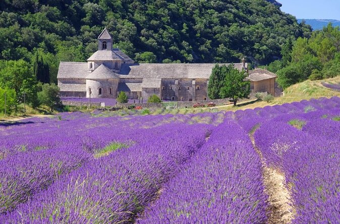 Half Day Lavender Road in Sault From Avignon - About Your Stay