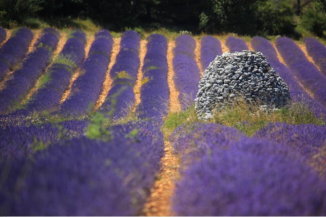 Half Day Lavender Road in Sault From Avignon - The Beauty and Fragrance of Lavender Fields