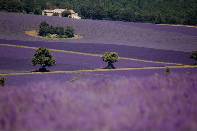 Half Day Lavender Road in Sault From Avignon - Exploring the Charm of Local Countryside