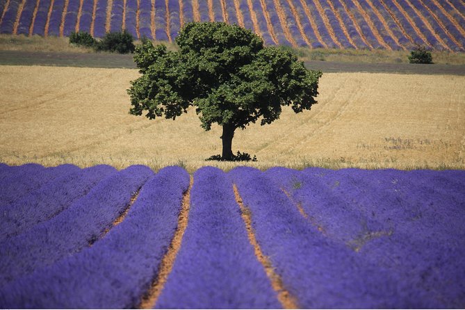 Half Day Lavender Road in Sault From Avignon - Practical Details: Transportation and Timing