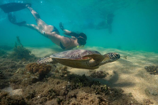 Half Day Low Isles Snorkelling Tour from Port Douglas - The Sum Up