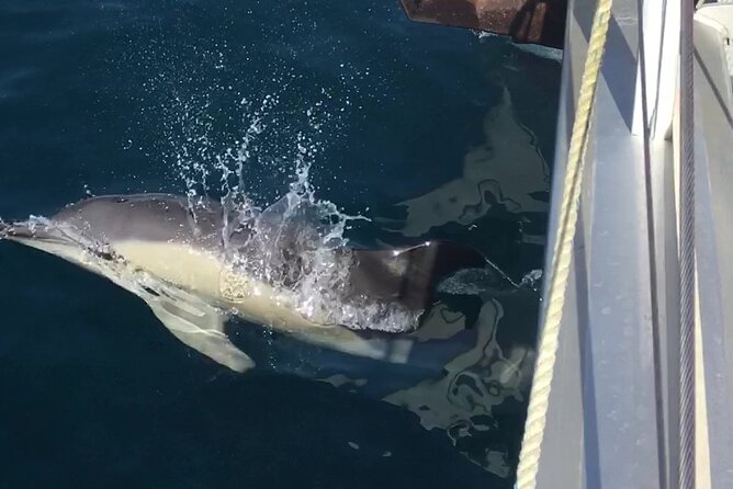 Half-Day Luxury Catamaran Sailing Cruise in Granada - Traveler Testimonials and Feedback