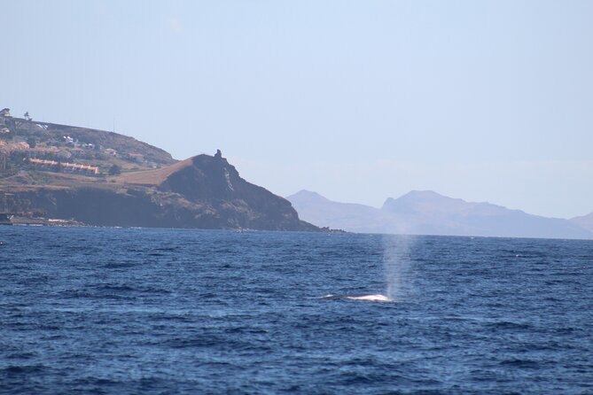 Half Day Madeira Island Cruise With Lunch - Overview of the Half Day Madeira Island Cruise