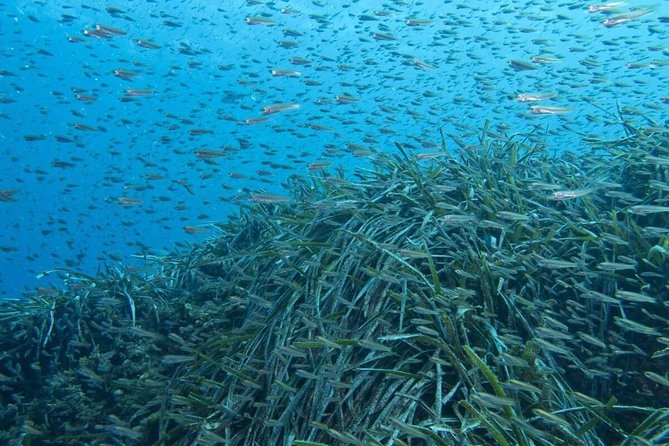 Half-Day Malaga Small-Group Hiking and Snorkeling Tour - Snorkeling in the Mediterranean