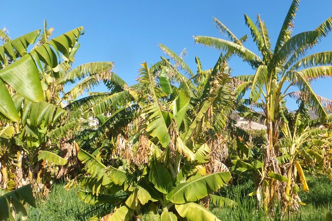 Half-Day Malaga Small-Group Hiking and Snorkeling Tour - Discovering Local Flora and Fauna