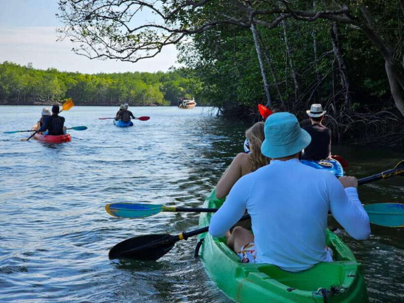 Half Day Mangrove Forest (Morning or Afternoon) - Authentic Experiences and Practical Details