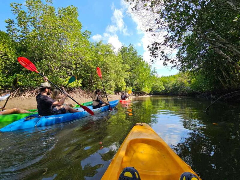 Half Day Mangrove Forest (Morning or Afternoon) - FAQs