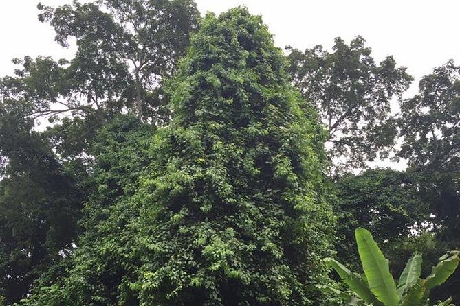 Half-Day Martha Brae River Rafting Tour from Ocho Rios - What the Tour Means for Travelers