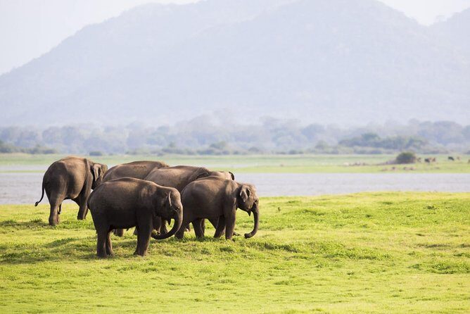 Half Day Minneriya National Park Safari from Habarana - Key Points