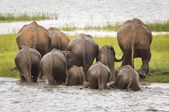 Half Day Minneriya National Park Safari from Habarana - The Safari Experience: What to Expect