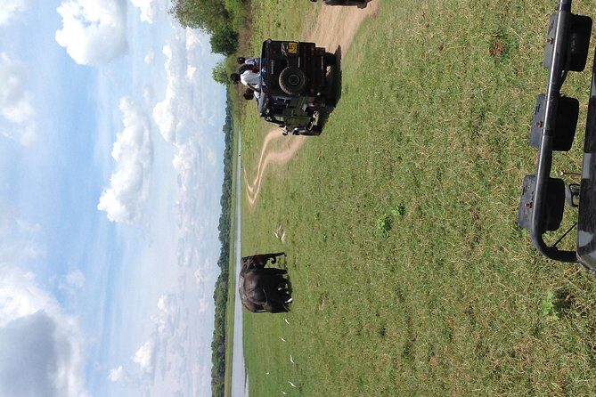Half Day - Minneriya National Park Safari Tour From Habarana/Sigiriya - The Practicalities: Transport, Timing, and Costs