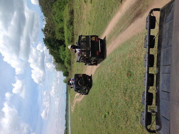 Half Day - Minneriya National Park Safari Tour From Habarana/Sigiriya - Who Is This Tour Best Suited For?