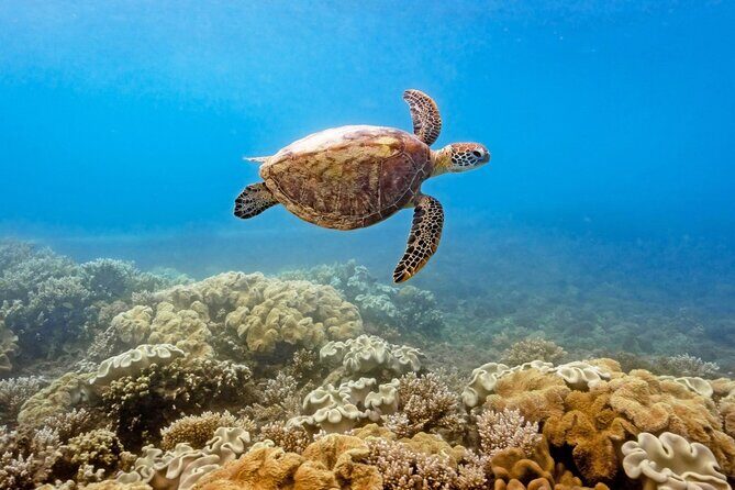 Half Day Morning Adventure - Fitzroy Island Return Ferry Included - FAQs