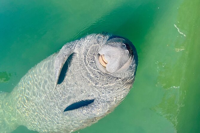 Half-Day Morning Trip from Key West with Kayaking and Snorkeling - What to Expect Regarding the Experience