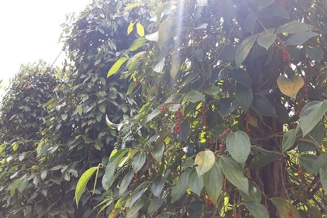 Half-day Motorbike Tour in Phu Quoc Island - What Travelers Say