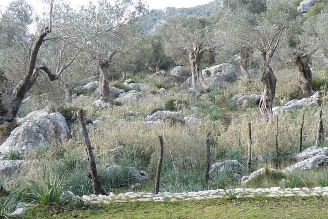 Half-Day Mountain Bike Experience to Serra de Tramuntana, - Practical Tips for Participants