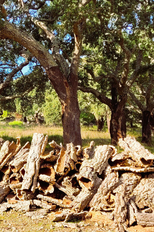 Half-Day Mountain Jeep Safari with firewater tasting - A Well-Balanced Introduction to Algarve’s Natural Beauty