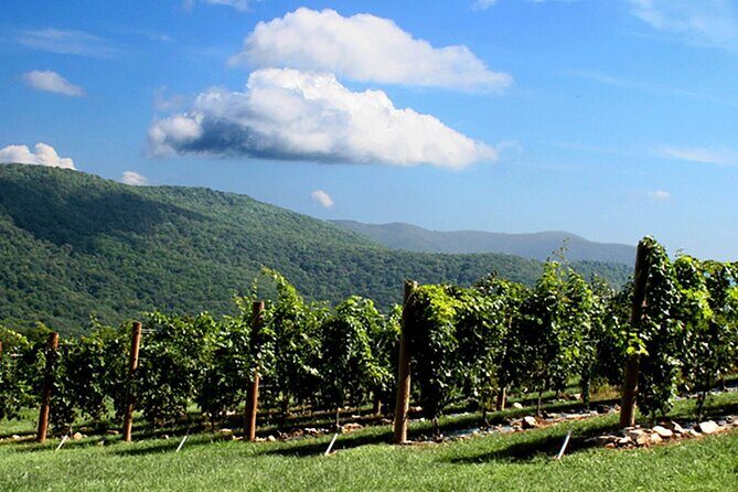 Half-Day North Georgia Wine Country Tour From Atlanta - The Experience in Detail