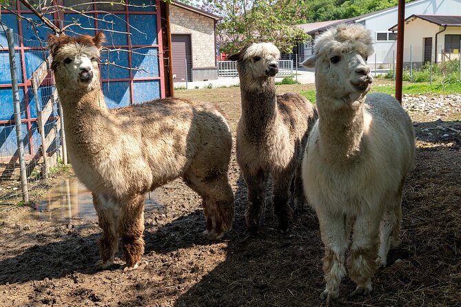 Half-Day of Horseback Adventure with Wine Tasting - The Experience Provider