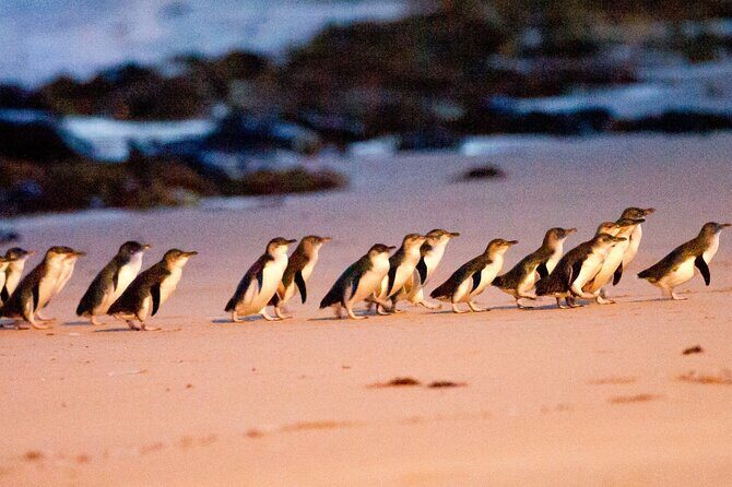 Half-Day or Full-Day Tour with Private Guide from Melbourne - Practical Details & Booking