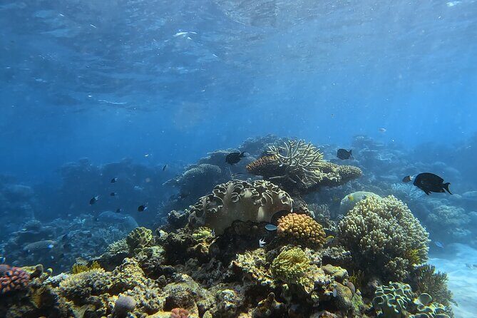 Half Day Outer Reef Snorkelling Tour from Port Douglas - Introduction