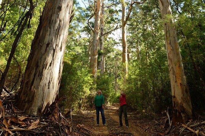 Half-Day Pemberton National Parks Beach and Forest Eco Adventure - Why Travelers Love This Tour