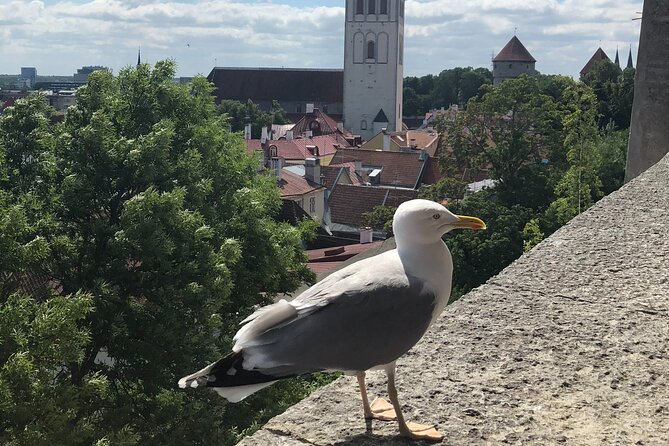 Half-Day Private Accessible City Tour in Tallinn - Key Points