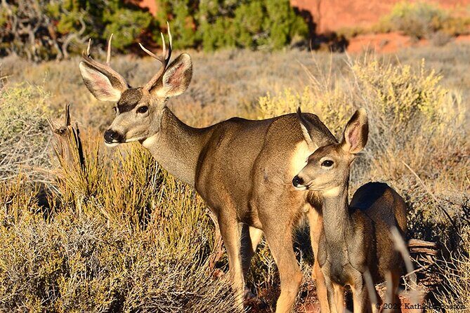 Half Day Private Arches National Park Guided Tour - Authentic Insights from the Reviews