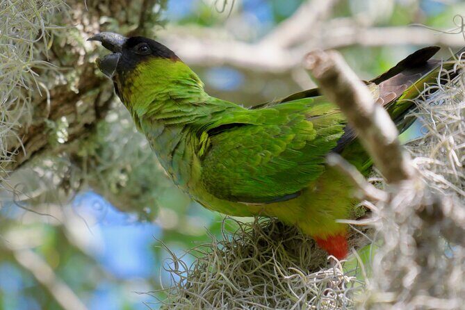 Half-Day Private Bird Tour of Fort De Soto Park in St. Petersburg - 2 person max - The Experience Provider: Archaeopteryx Birding and Nature Tours