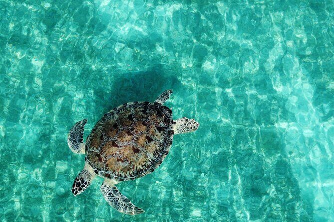 Half-Day Private Boat Experience  Appetizers & Drinks Included - What Makes This Tour Stand Out?