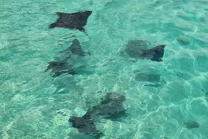 Half Day Private Boat Snorkeling Excursion Moorea - Frequently Asked Questions