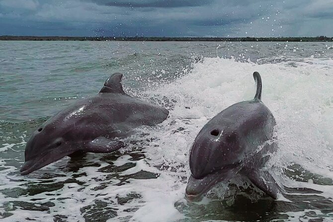 Half-Day Private Boating On Avalon Funship - Clearwater Beach - Dolphin Watching and Island Hopping