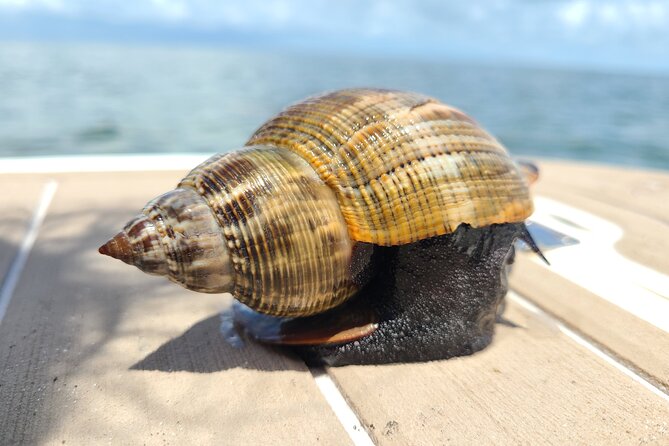 Half-Day Private Boating On Avalon Funship - Clearwater Beach - Shelling and Swimming Adventures