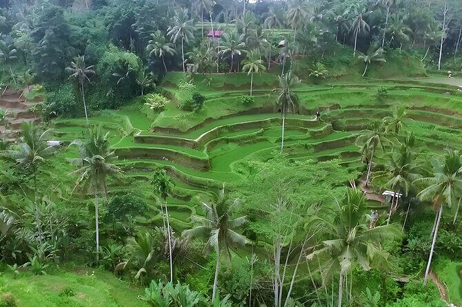 Half-Day Private Car Charter Tour to Ubud with Driver - The Sum Up