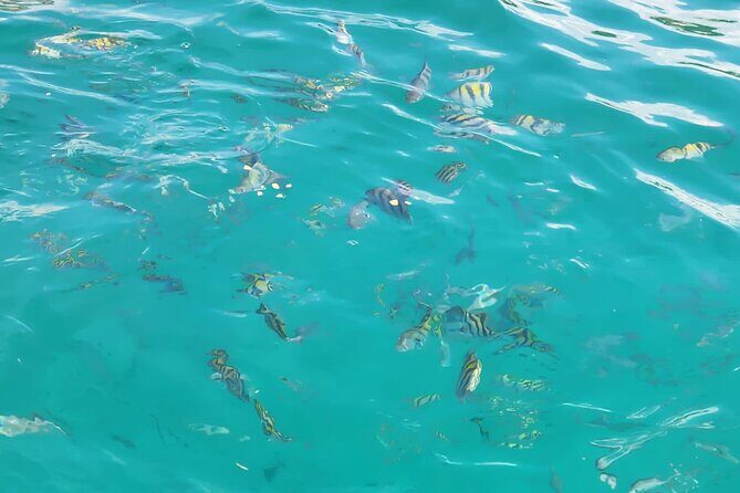 Half-day Private Catamaran Trip with Snorkeling - The Sum Up