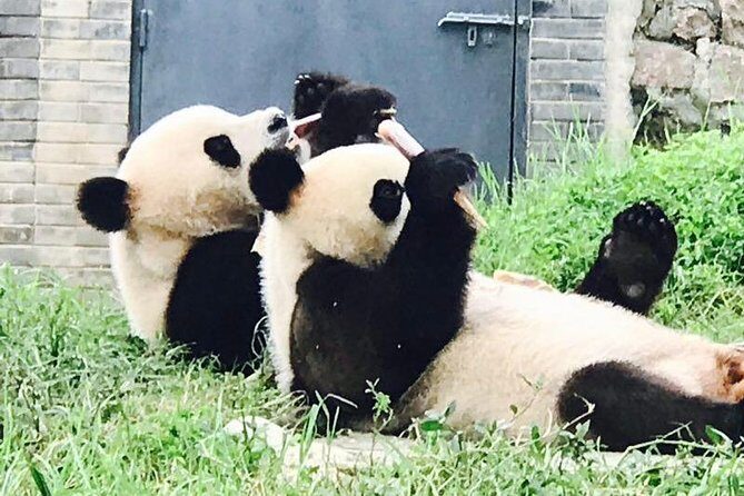 Half Day Private Chengdu Panda Center Layover Tour - Practical Considerations and Recommendations